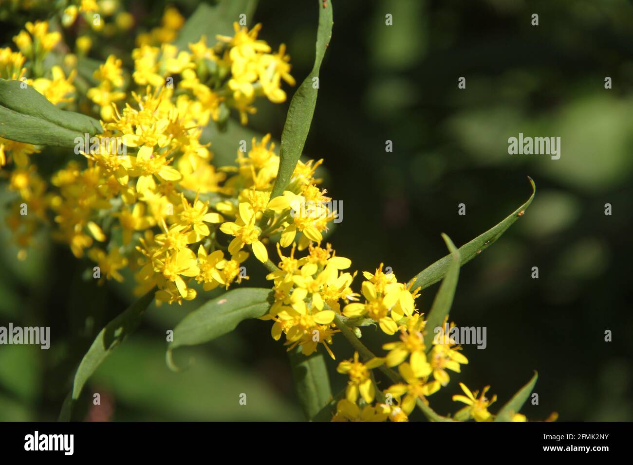 Goldenrods hi-res stock photography and images - Alamy