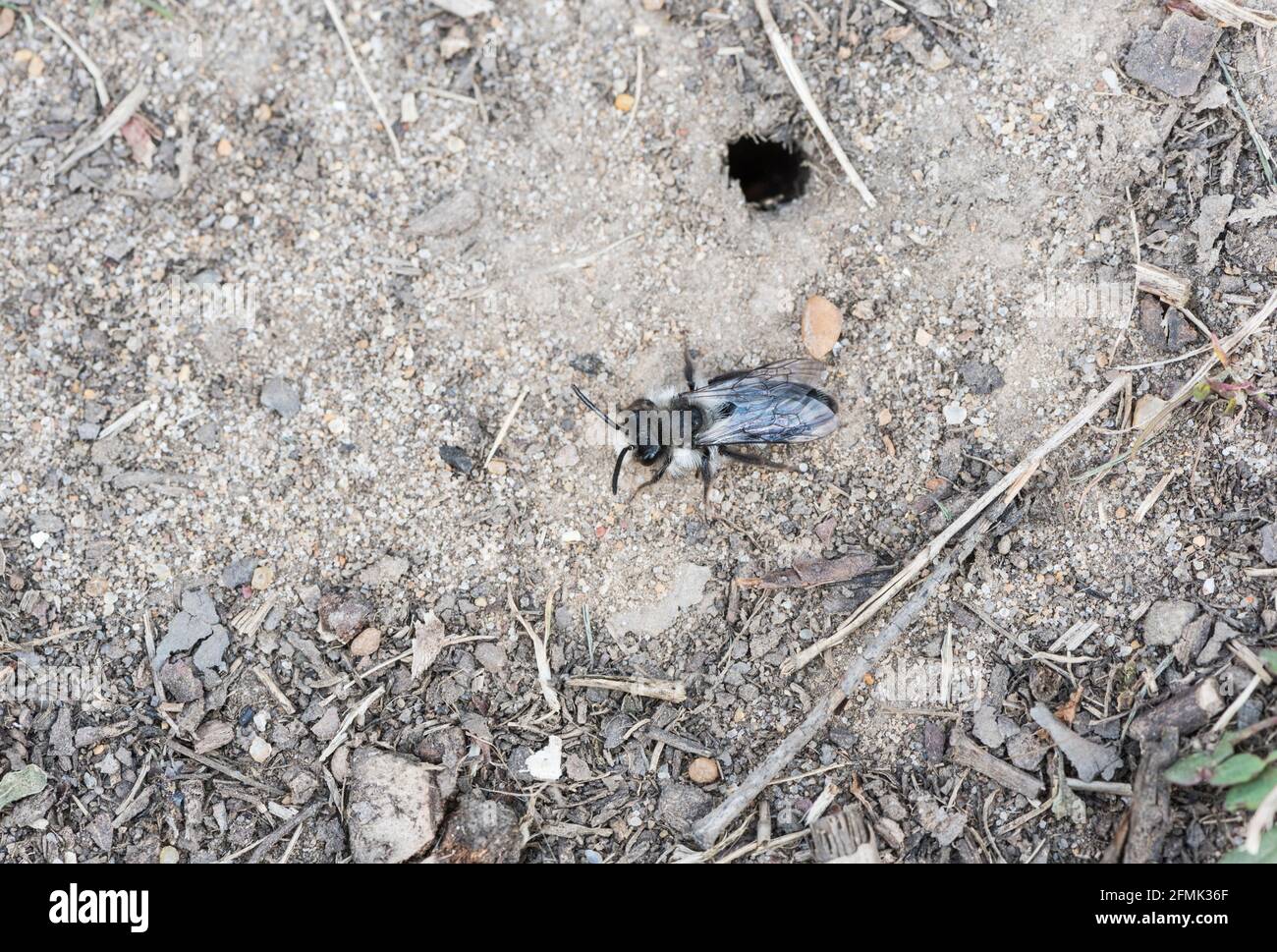 Mining bee hole hi-res stock photography and images - Alamy