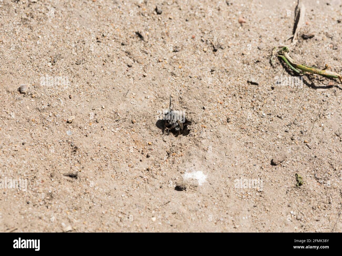 Mining bee hole hi-res stock photography and images - Alamy