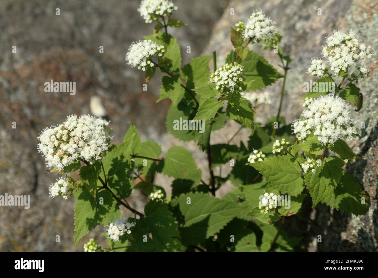 White snakeroot plant growing at high altitude in the Blue Ridge ...