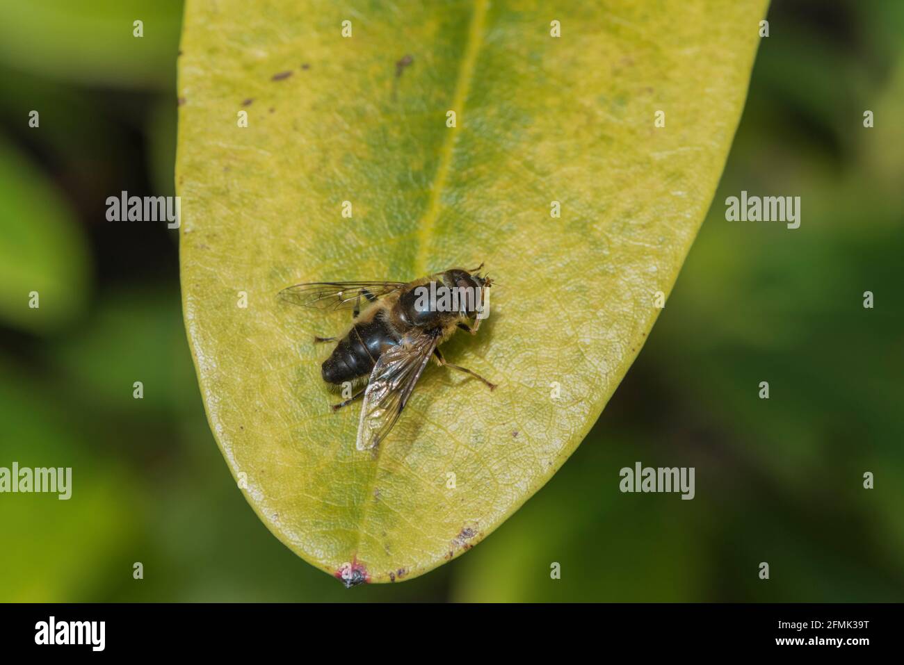 Dorsal view of hoverfly hi-res stock photography and images - Alamy