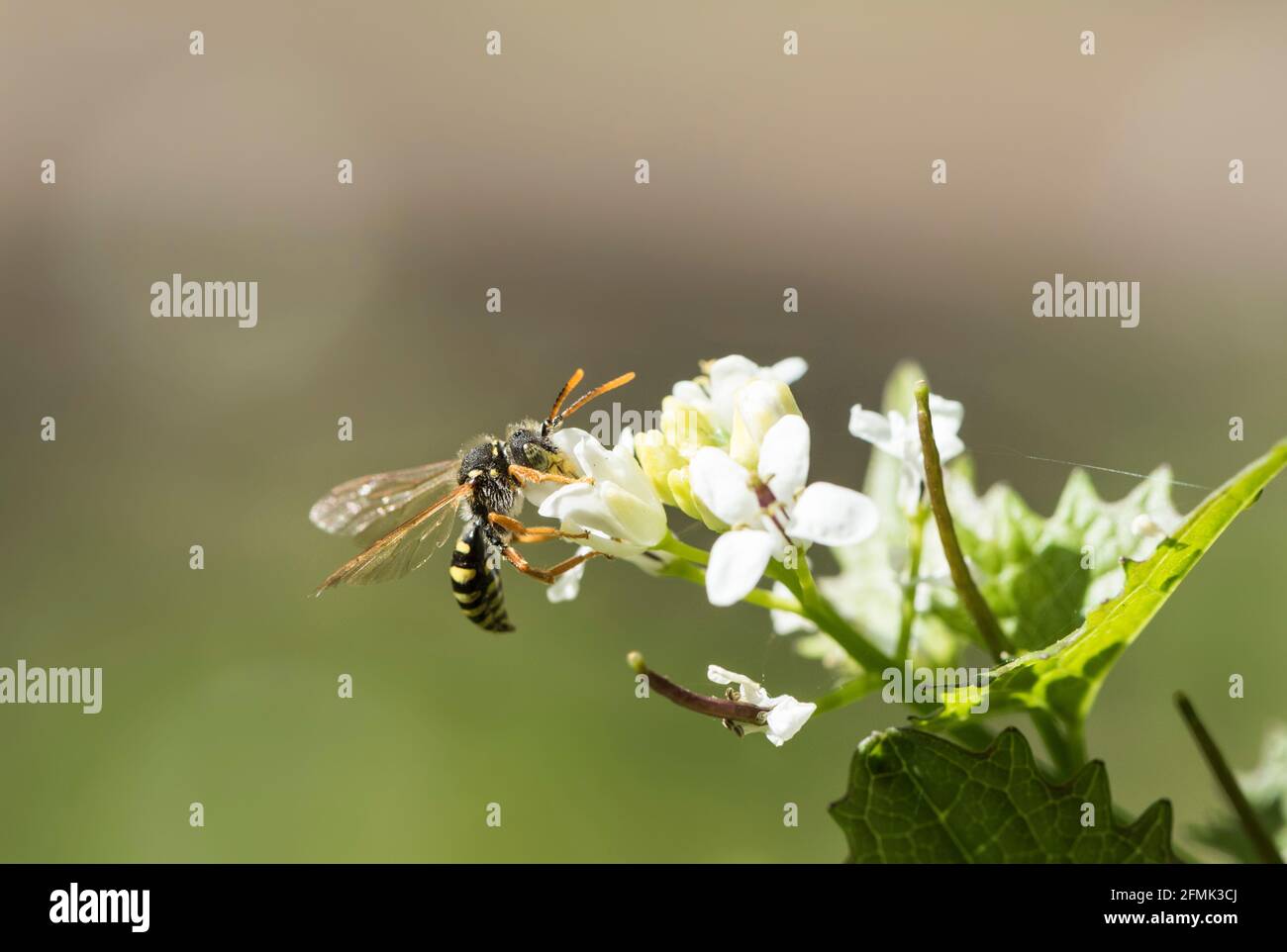Goodens nomad bee nomada goodeniana hi-res stock photography and images ...