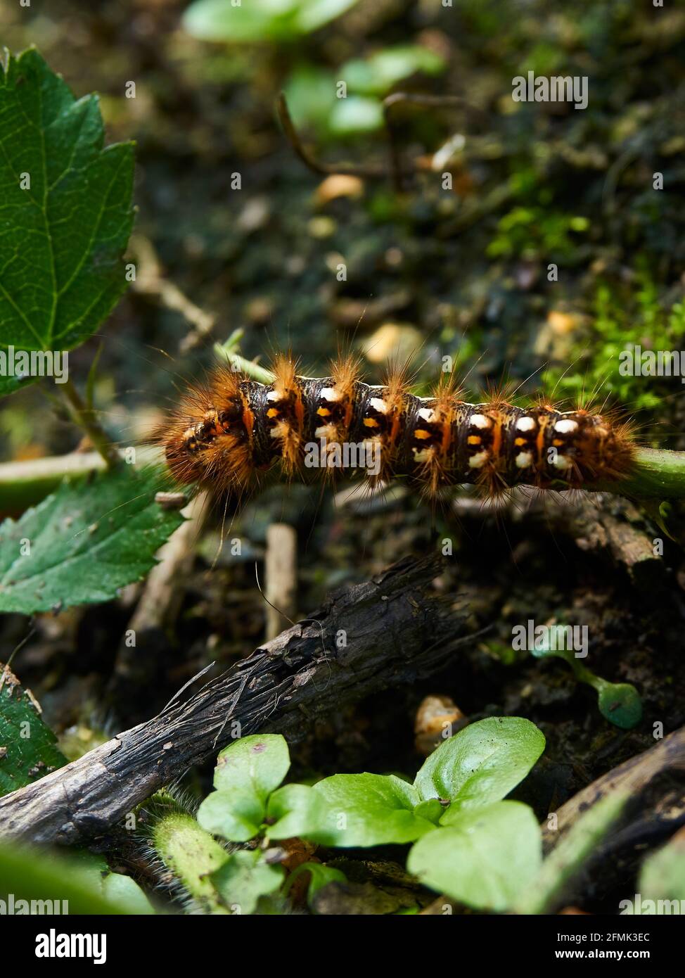 A ferocious looking, brightly coloured caterpillar makes its way along ...