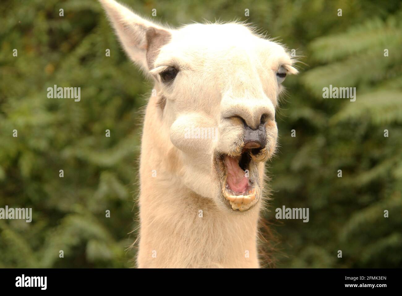 A wry face llama, with a deformed facial structure and a 'glass eye ...