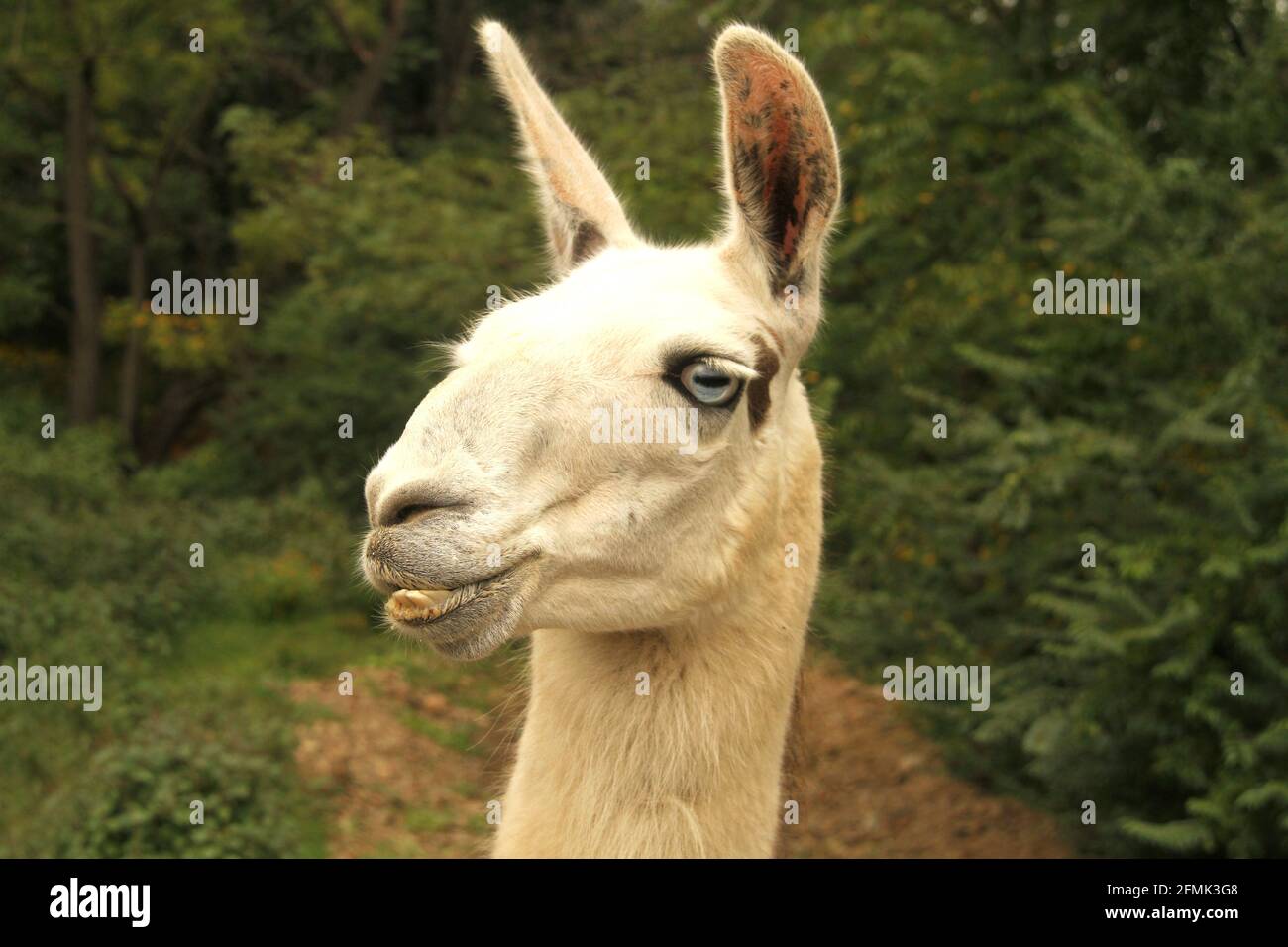 Llama with a 'glass eye' Stock Photo - Alamy