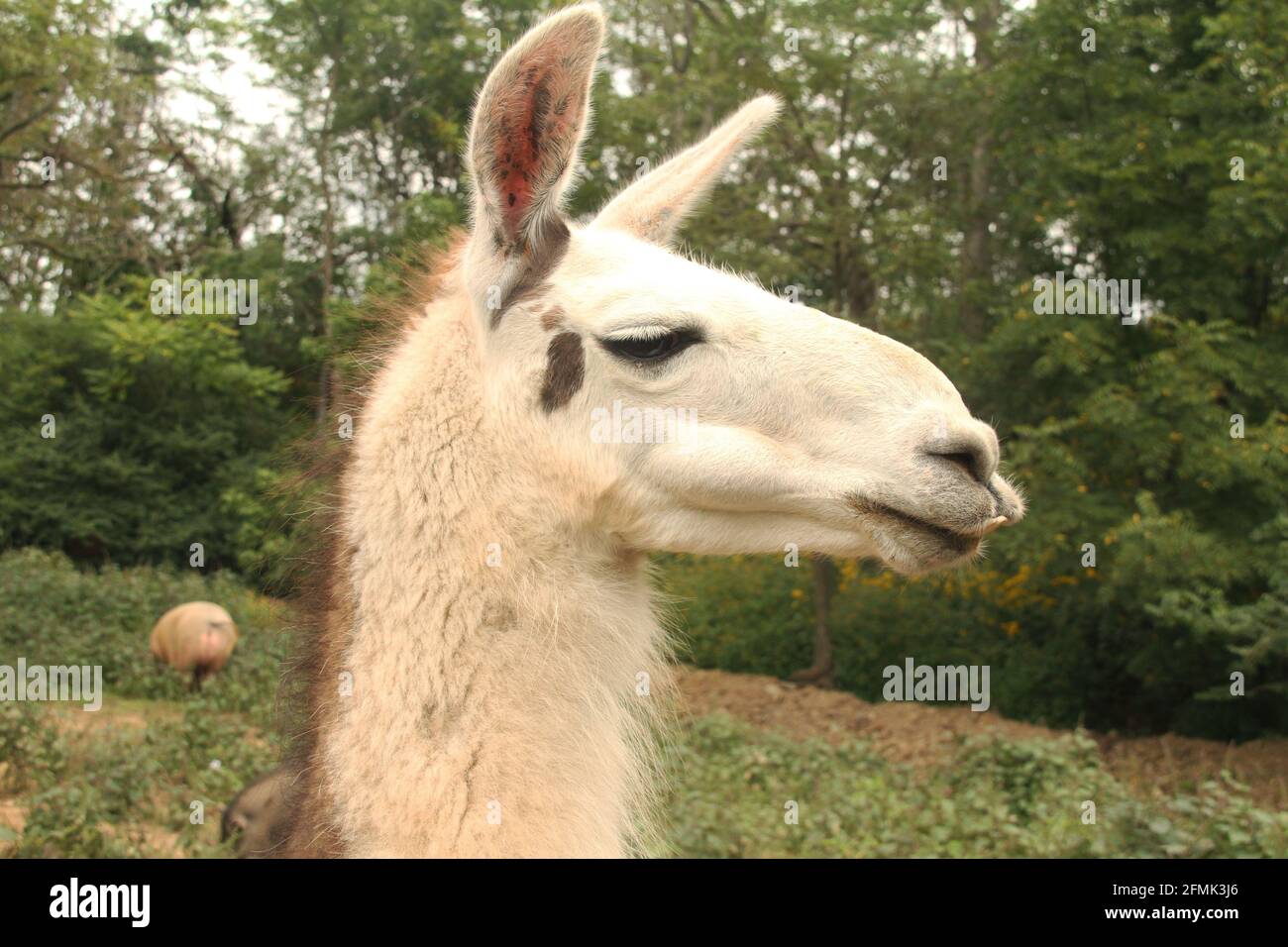 Profile llama animal head hi-res stock photography and images - Alamy