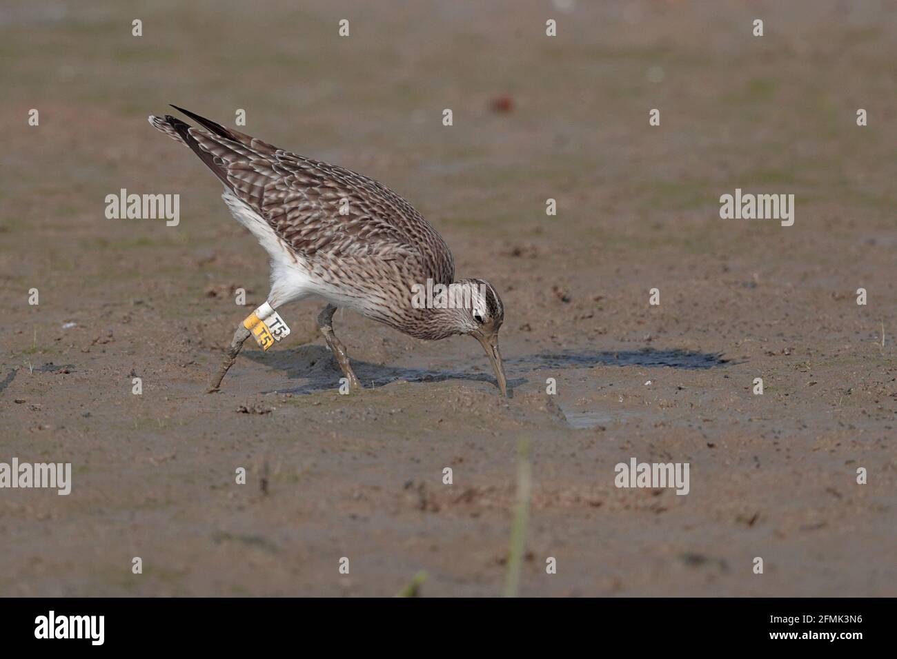 Whimbrel (Numenius phaeopus) side view, HK leg flags, tidal mudflat ...