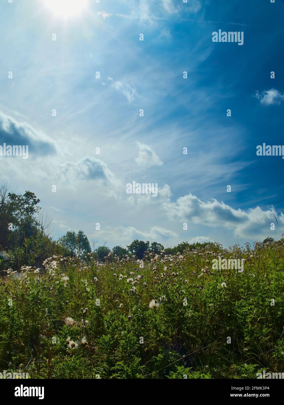 Summery sunburst nature hi-res stock photography and images - Alamy