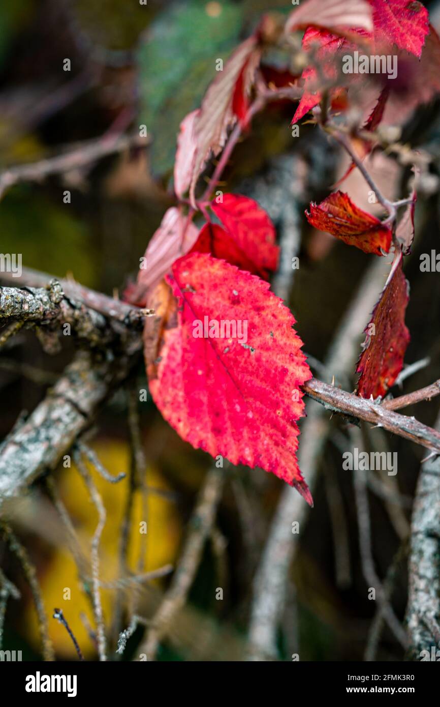 Selective focus shot of red autumn leaves on a branch Stock Photo - Alamy