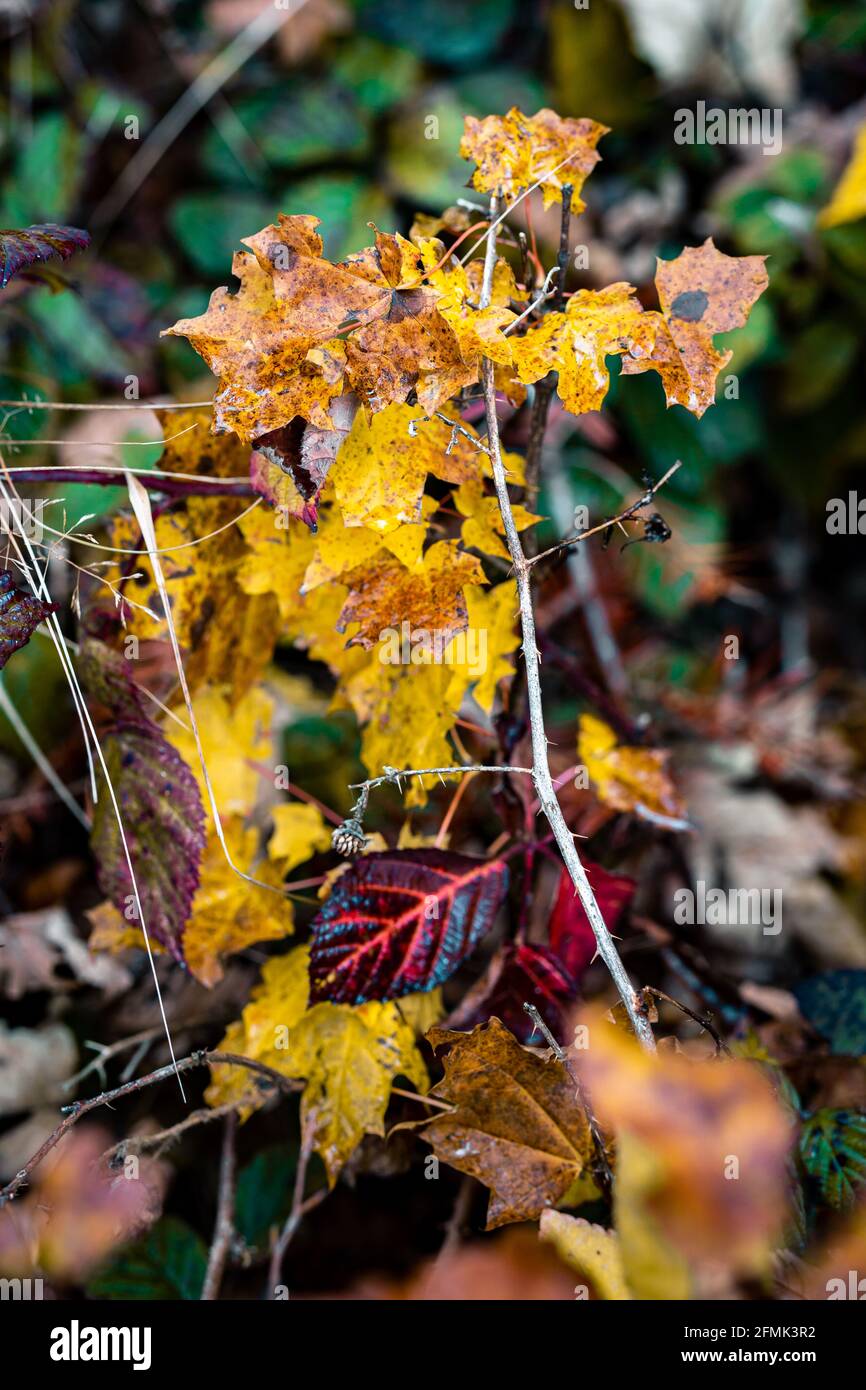 Selective focus shot of autumn leaves on a branch in the forest Stock ...