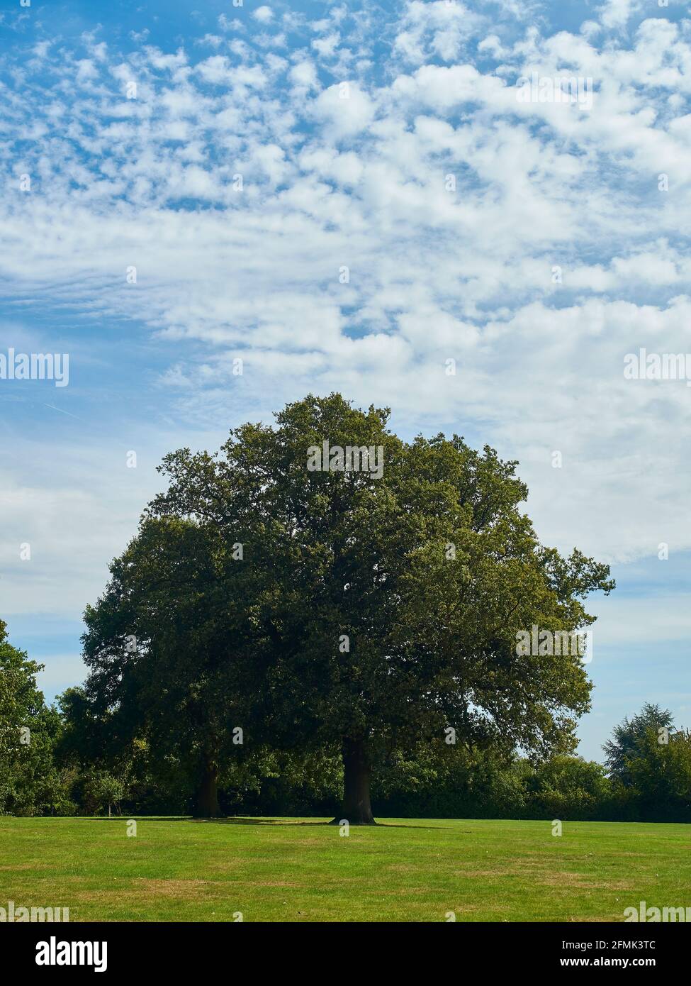 Tall mature tree hi-res stock photography and images - Alamy