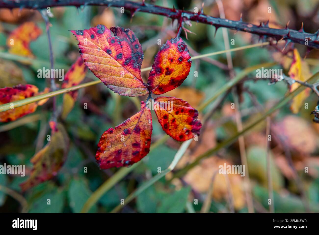 Selective focus shot of autumn leaves on a branch in the forest Stock ...