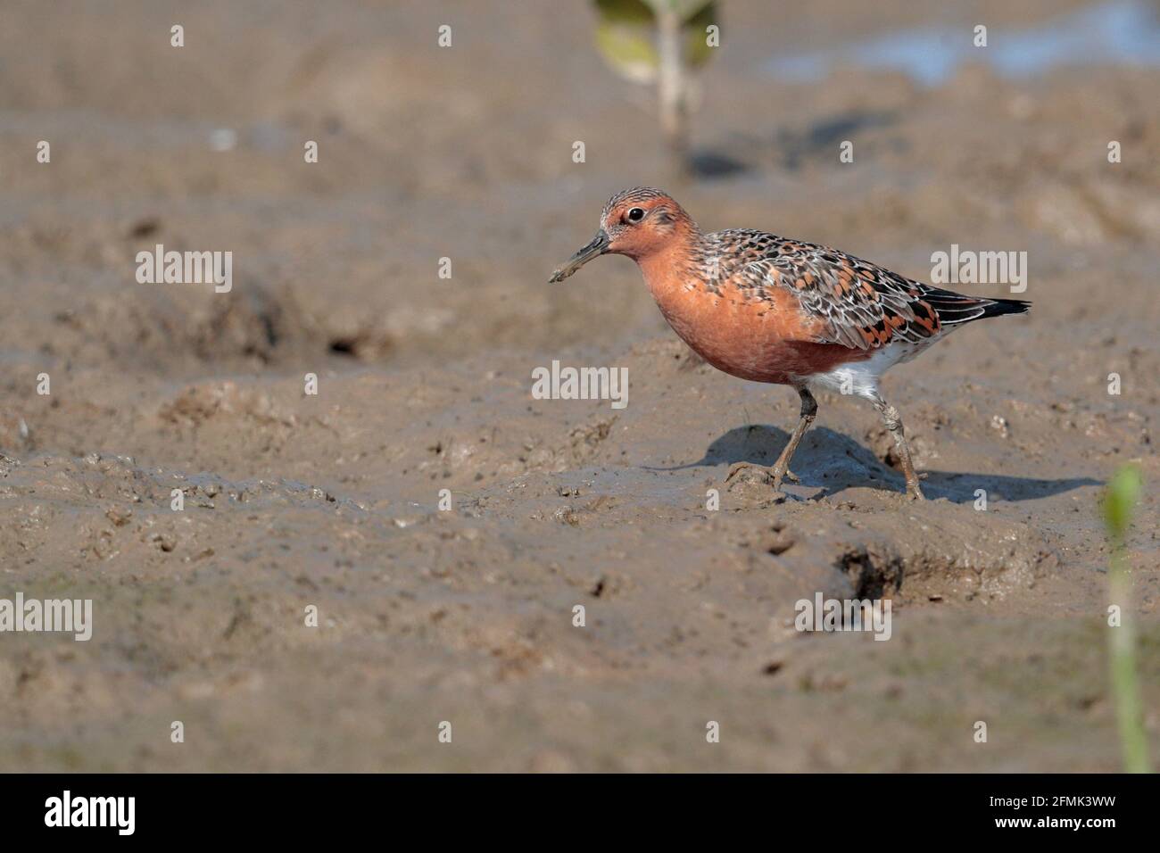 Red Knot (Calidris canutus), side view walking on mudflat, breeding ...