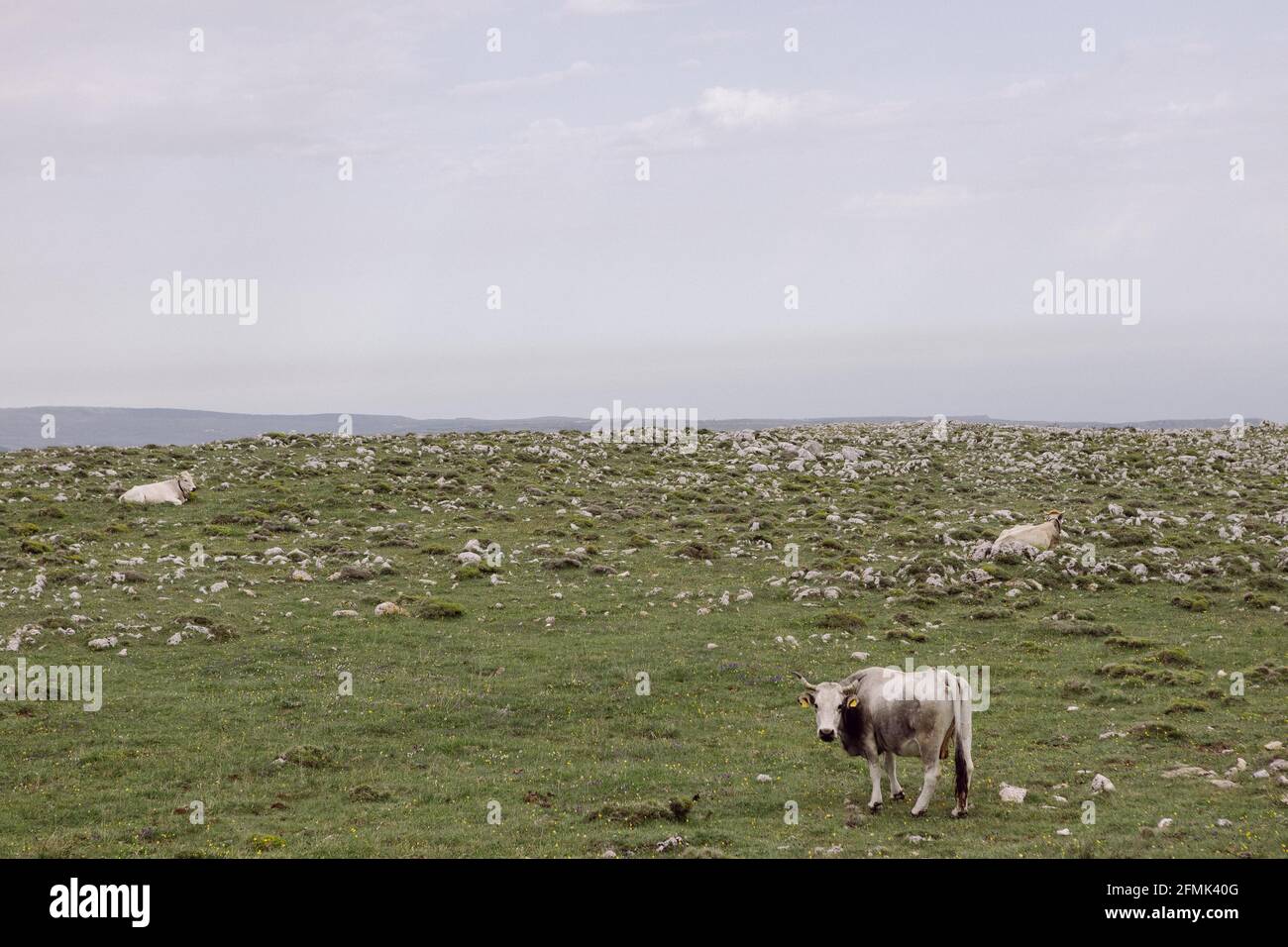 Podolica cows hi-res stock photography and images - Alamy