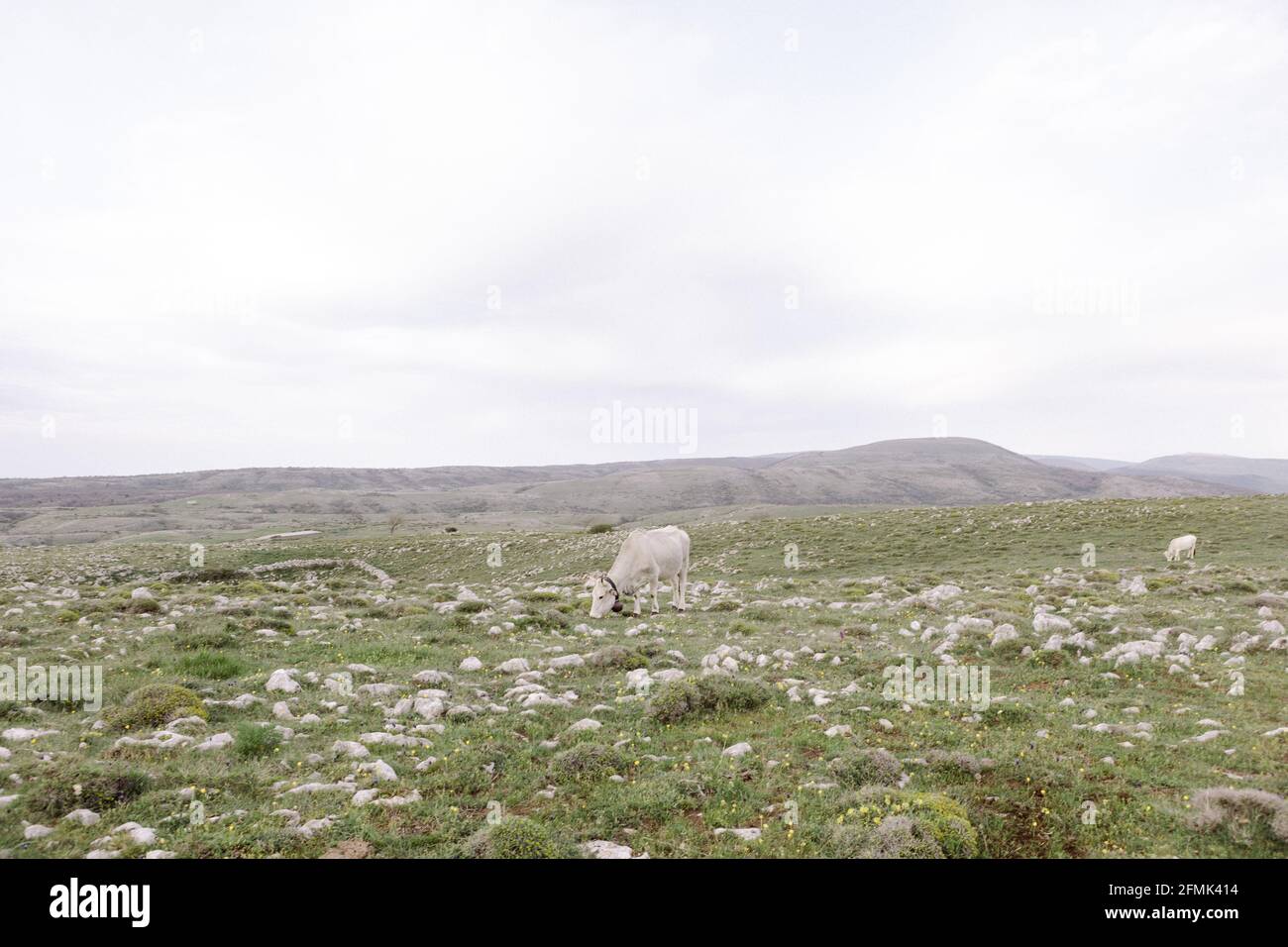 Podolica cows hi-res stock photography and images - Alamy