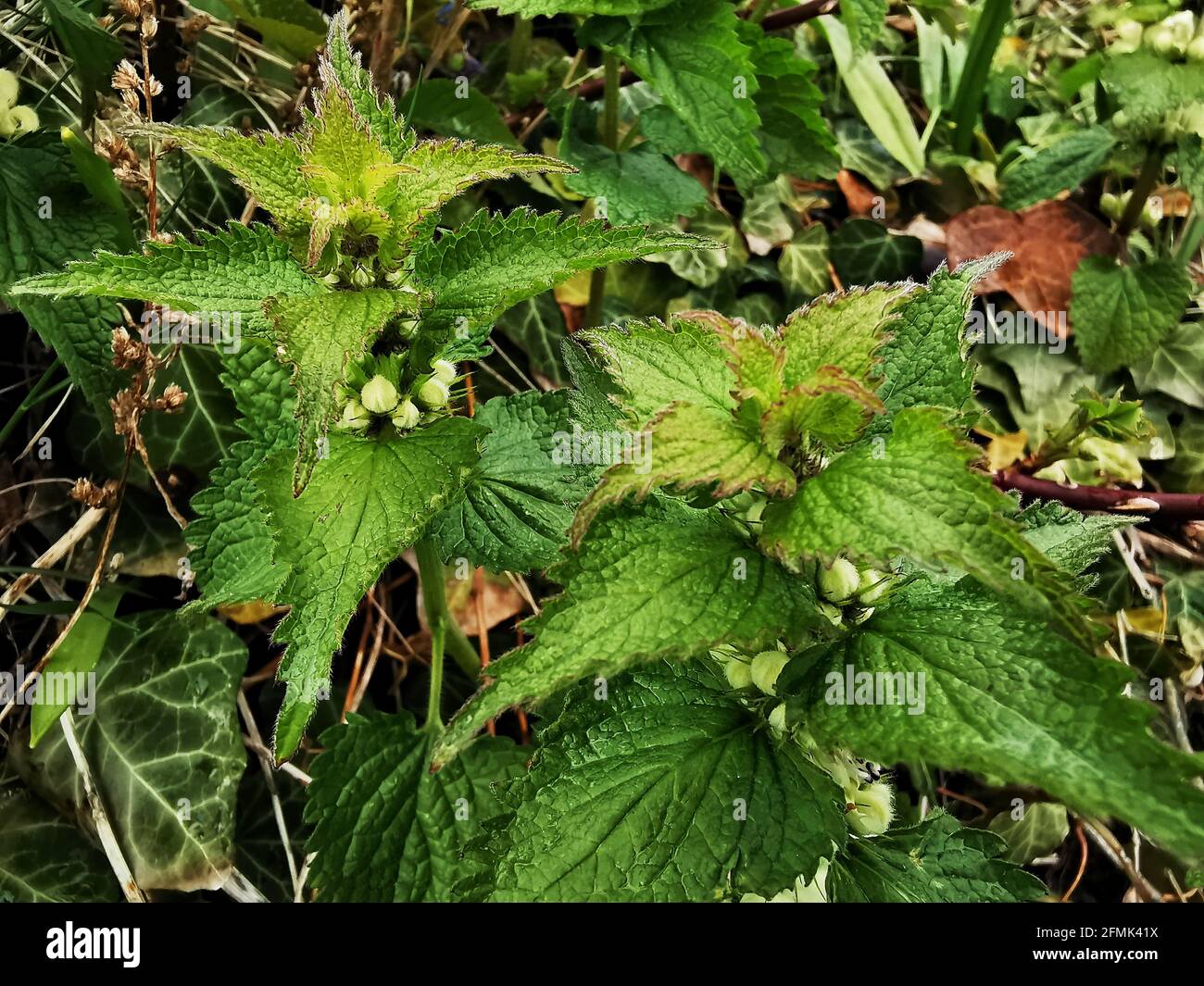 Eyebright flora hi-res stock photography and images - Alamy