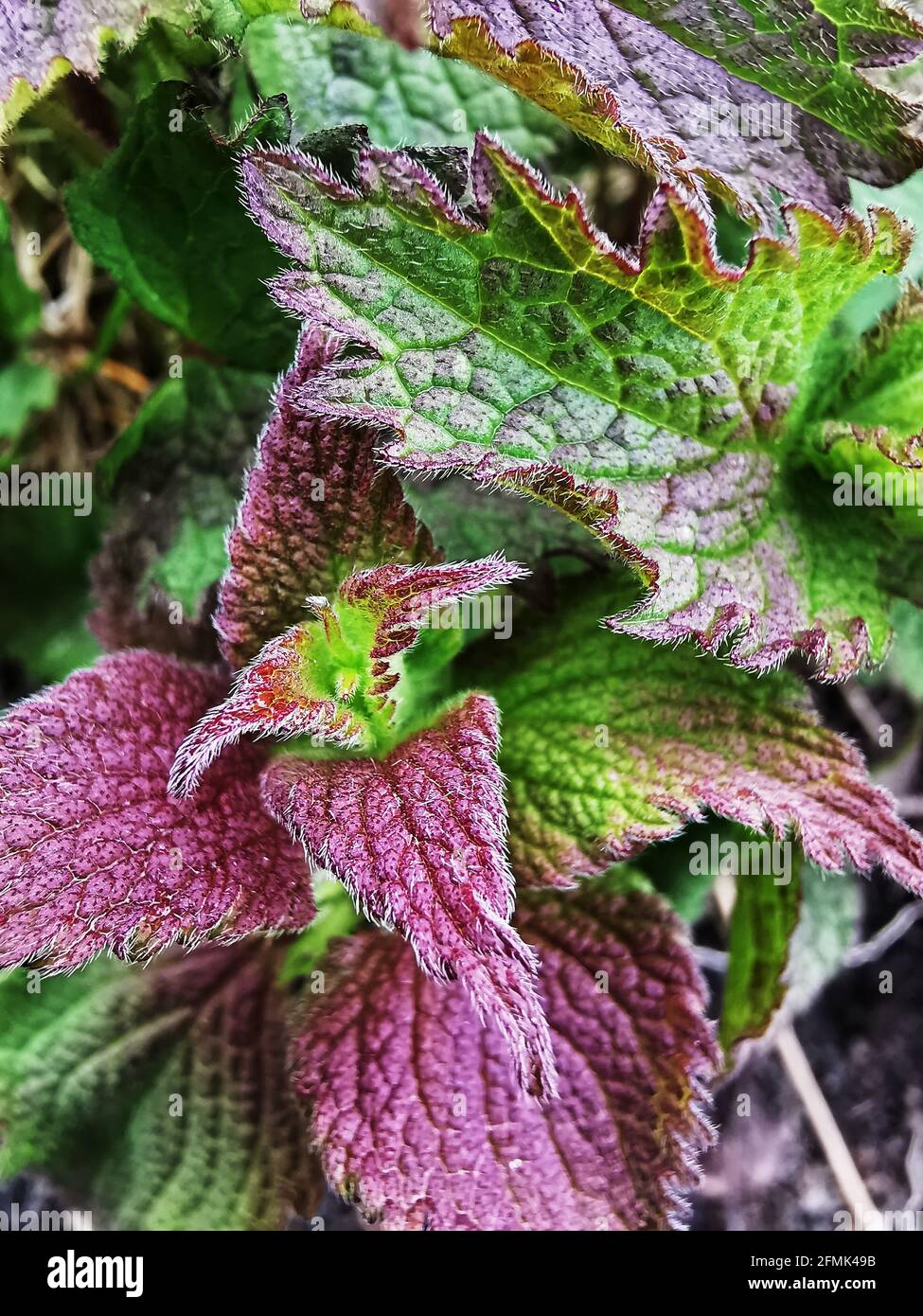 Closeup shot of Urticaceae Stock Photo - Alamy