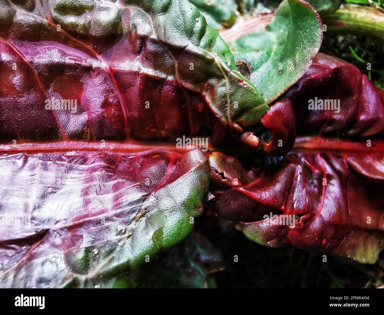 Closeup shot of the red wild plant Stock Photo - Alamy