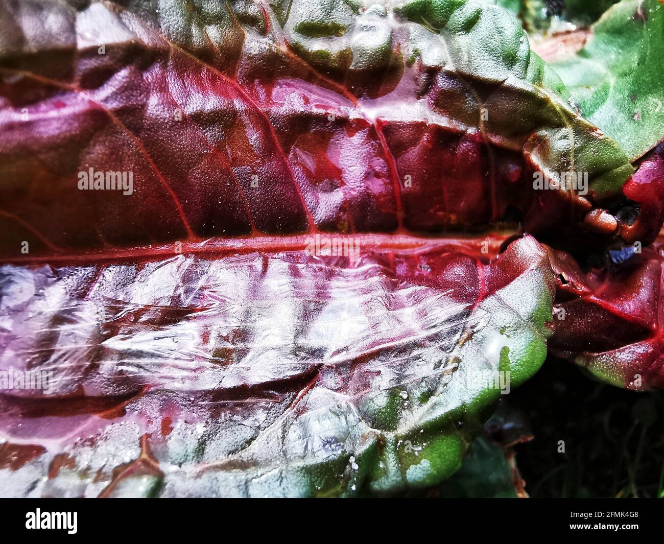 Closeup shot of the red wild plant Stock Photo - Alamy