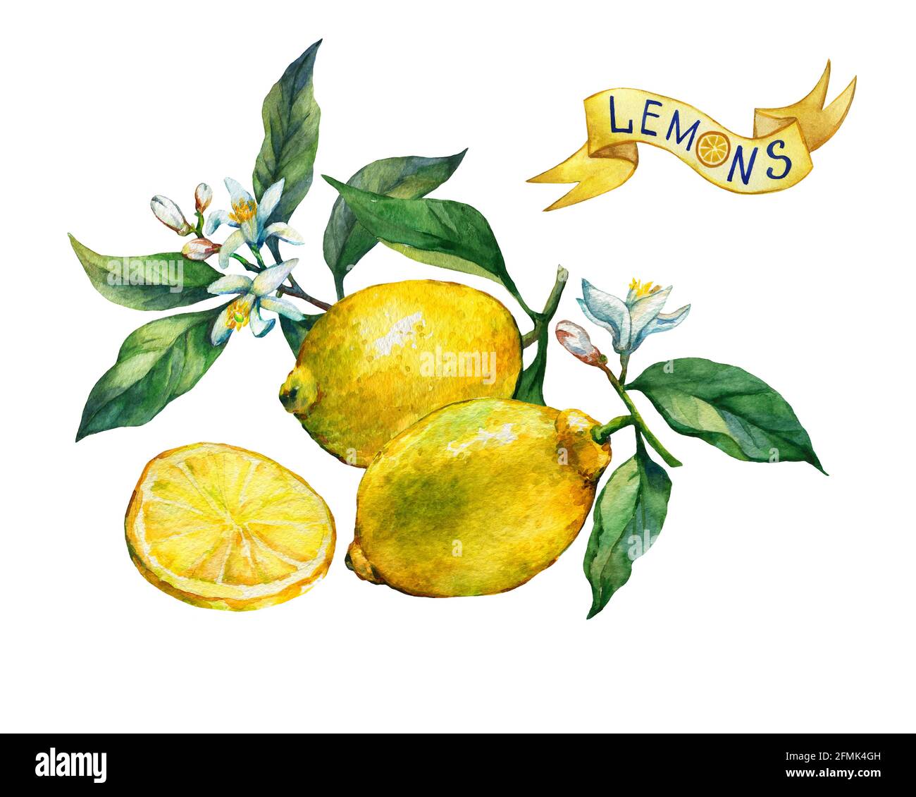 Citrus fruit lemon on a branch with fruits, green leaves, buds and ...