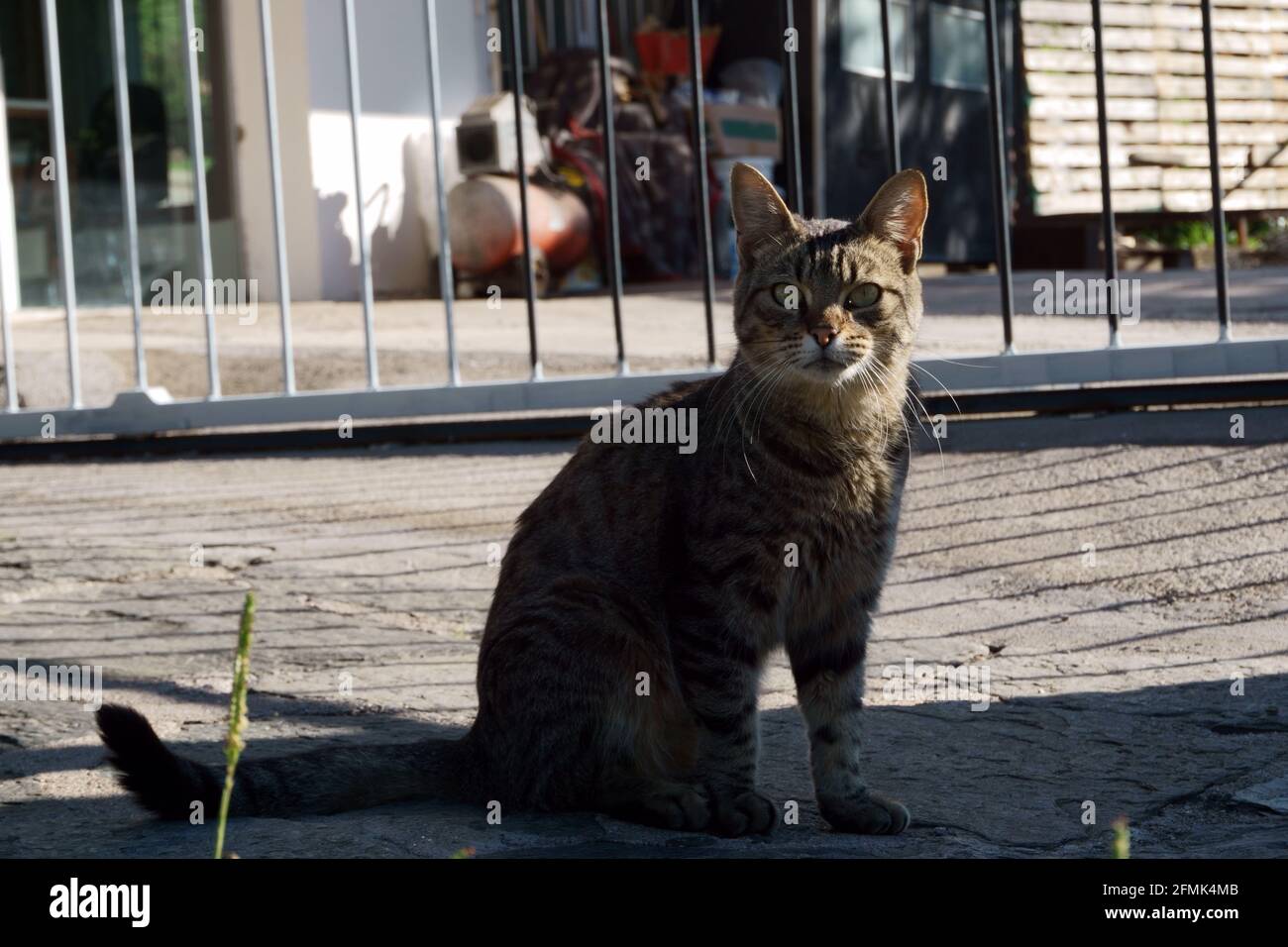 Selective focus shot of a street cat with green eyes Stock Photo - Alamy