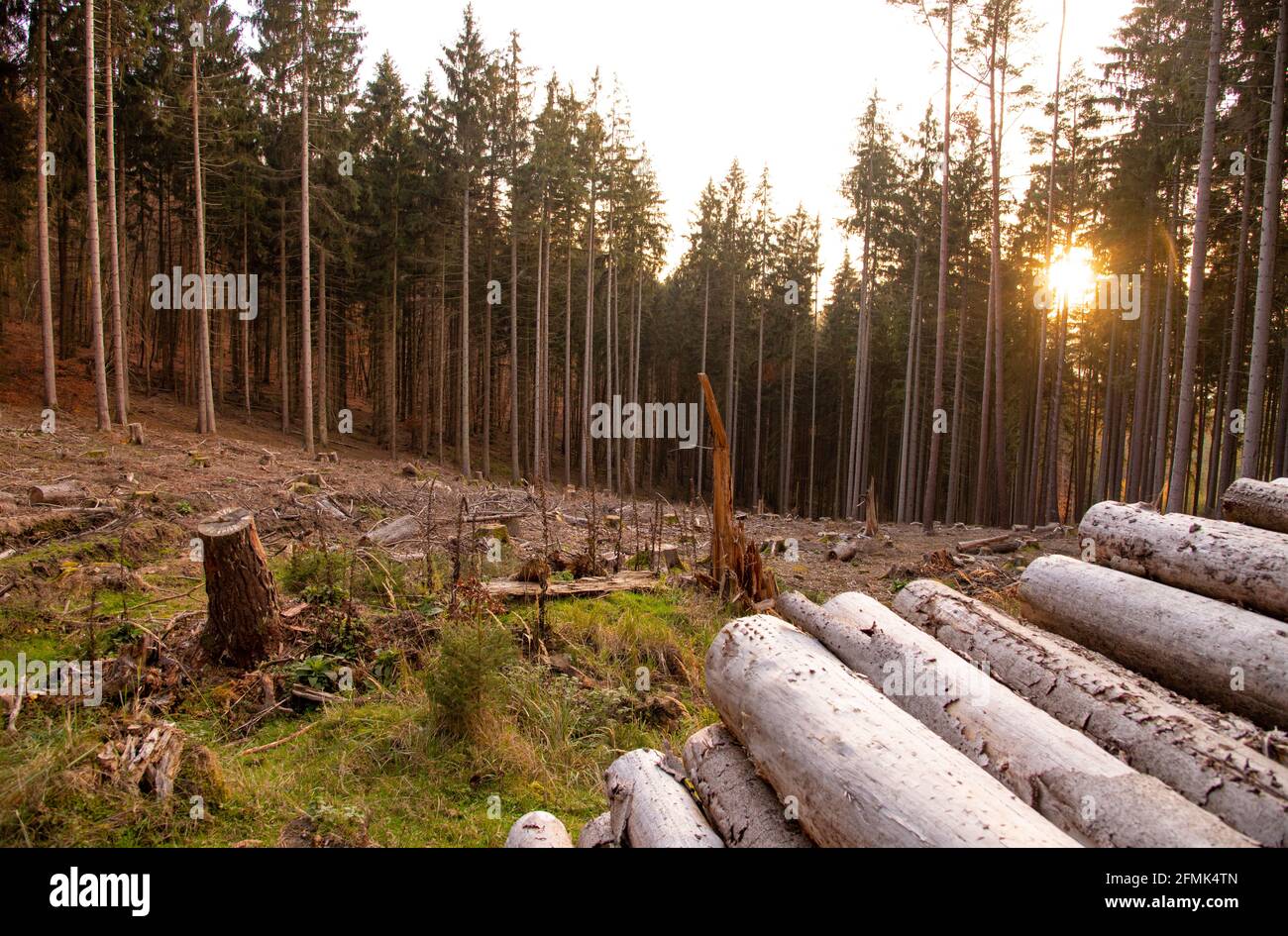 Dieback leaves hi-res stock photography and images - Alamy