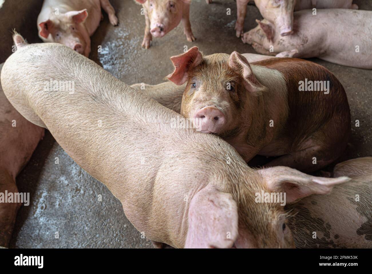 Hybrid pigs hi-res stock photography and images - Alamy