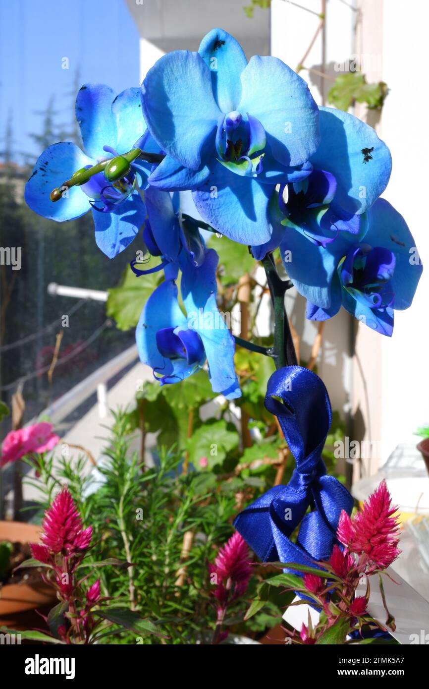 Blue orchid hi-res stock photography and images - Alamy