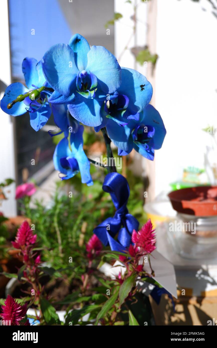 Blue orchid hi-res stock photography and images - Alamy