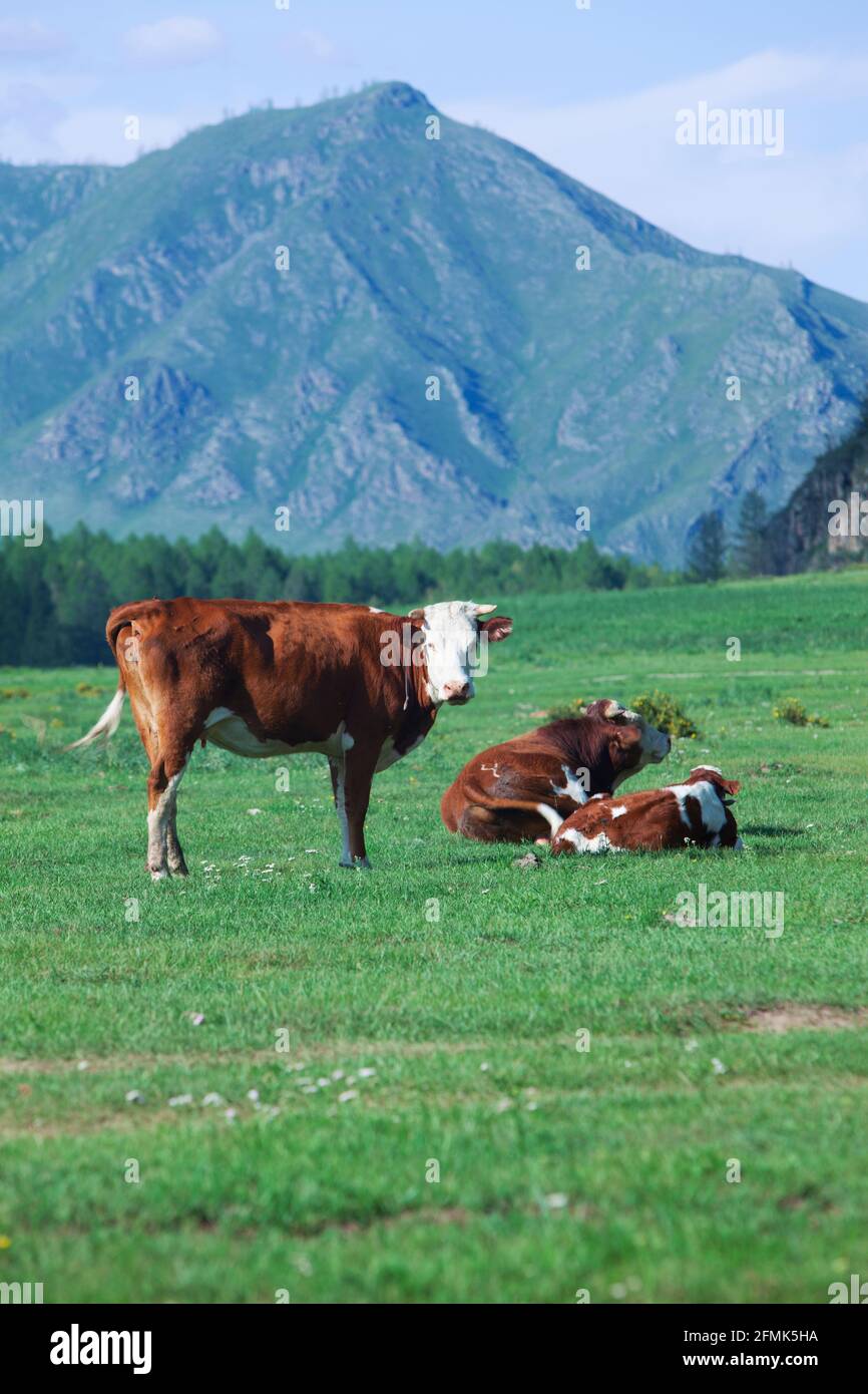 Cows are grazed in mountains. Russia. Siberia Stock Photo - Alamy