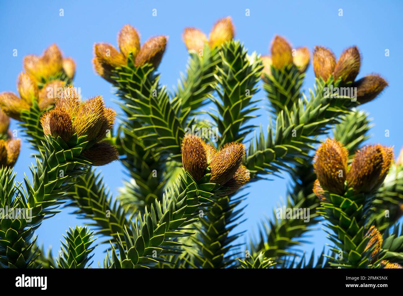 Chilean Pine Araucaria Araucana High Resolution Stock Photography and ...