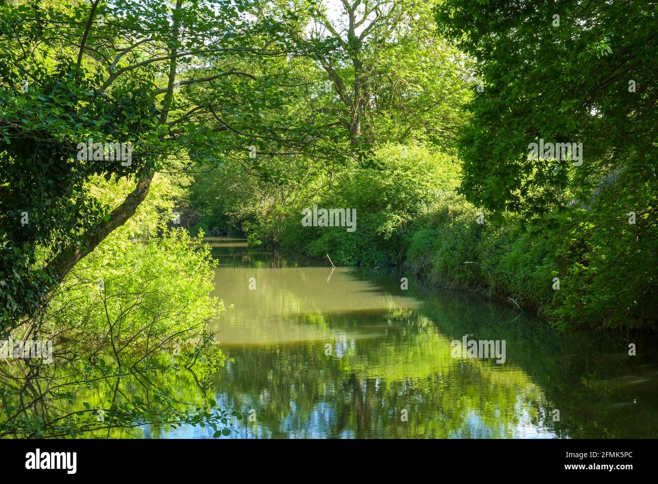 The River Mole, Near Esher, Surrey, England, UK. The tree-lined river ...