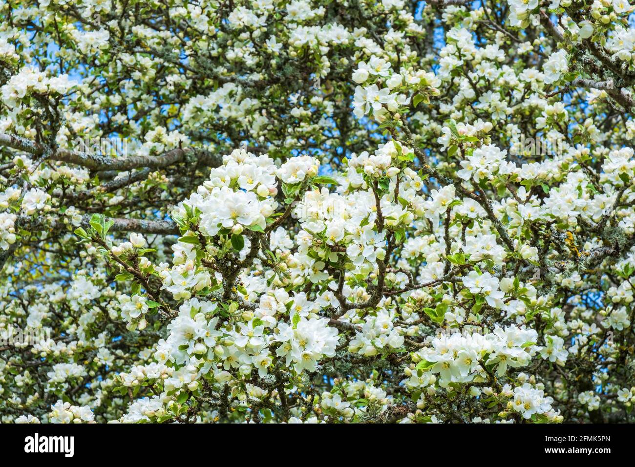 Beautifully blooming apple trees hi-res stock photography and images ...