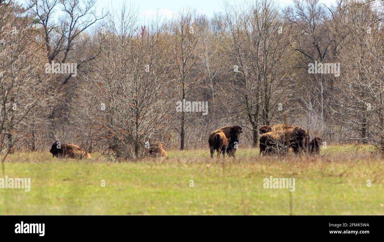 Bison ecosystem hi-res stock photography and images - Alamy