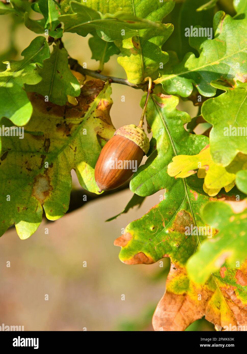 Tinker fruit hi-res stock photography and images - Alamy