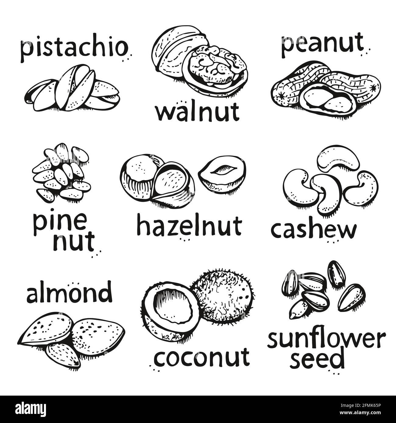 Nuts set vector set, various nuts hand drawn illustration, isolated on ...