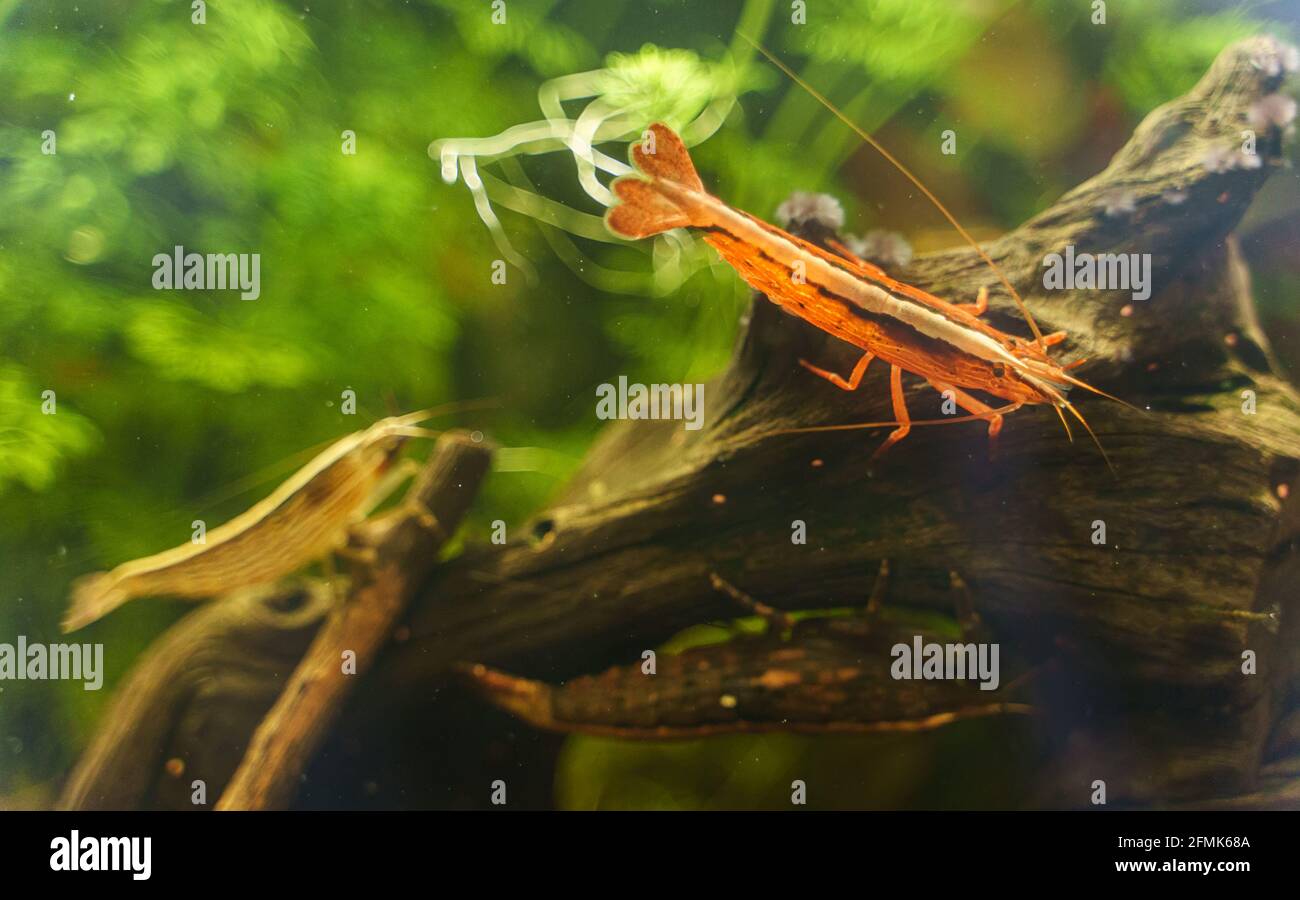 Freshwater Bamboo Shrimp sitting on a snag. Atyopsis moluccensis Stock ...