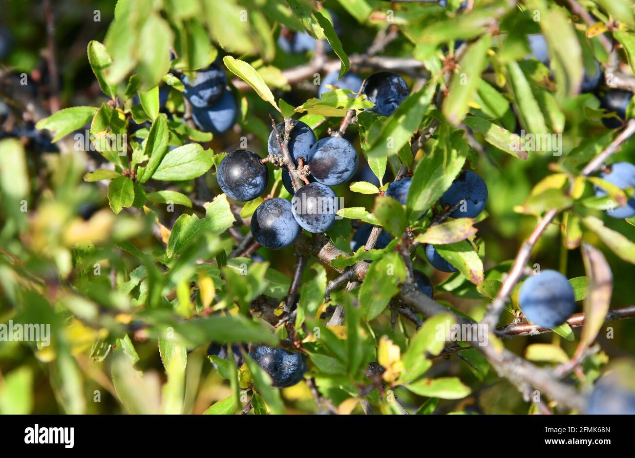 Prunus spinosa hedge garden hi-res stock photography and images - Alamy