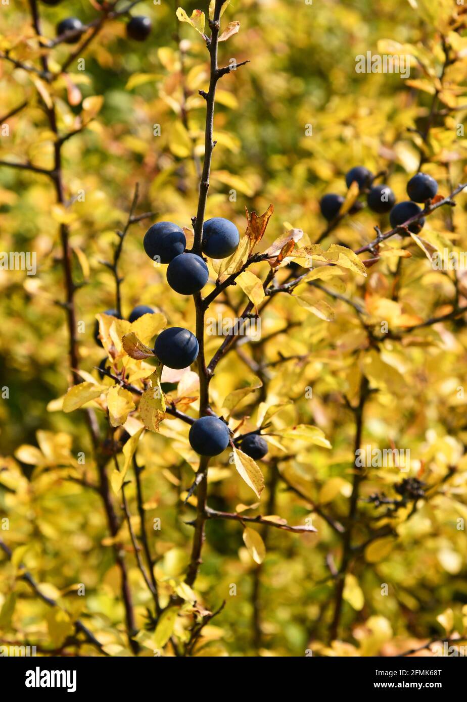 Prunus spinosa hedge garden hi-res stock photography and images - Alamy
