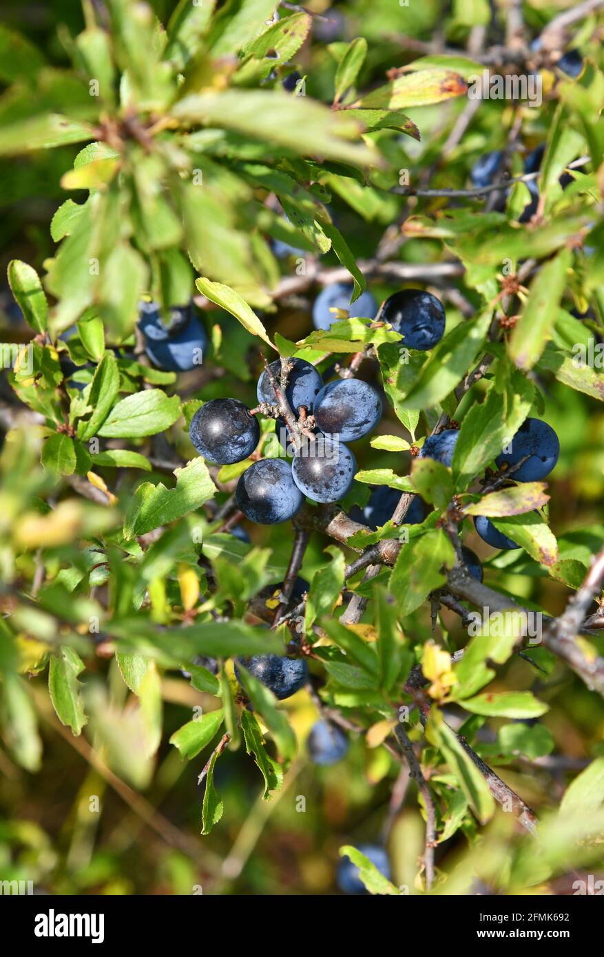 Prunus spinosa hedge garden hi-res stock photography and images - Alamy