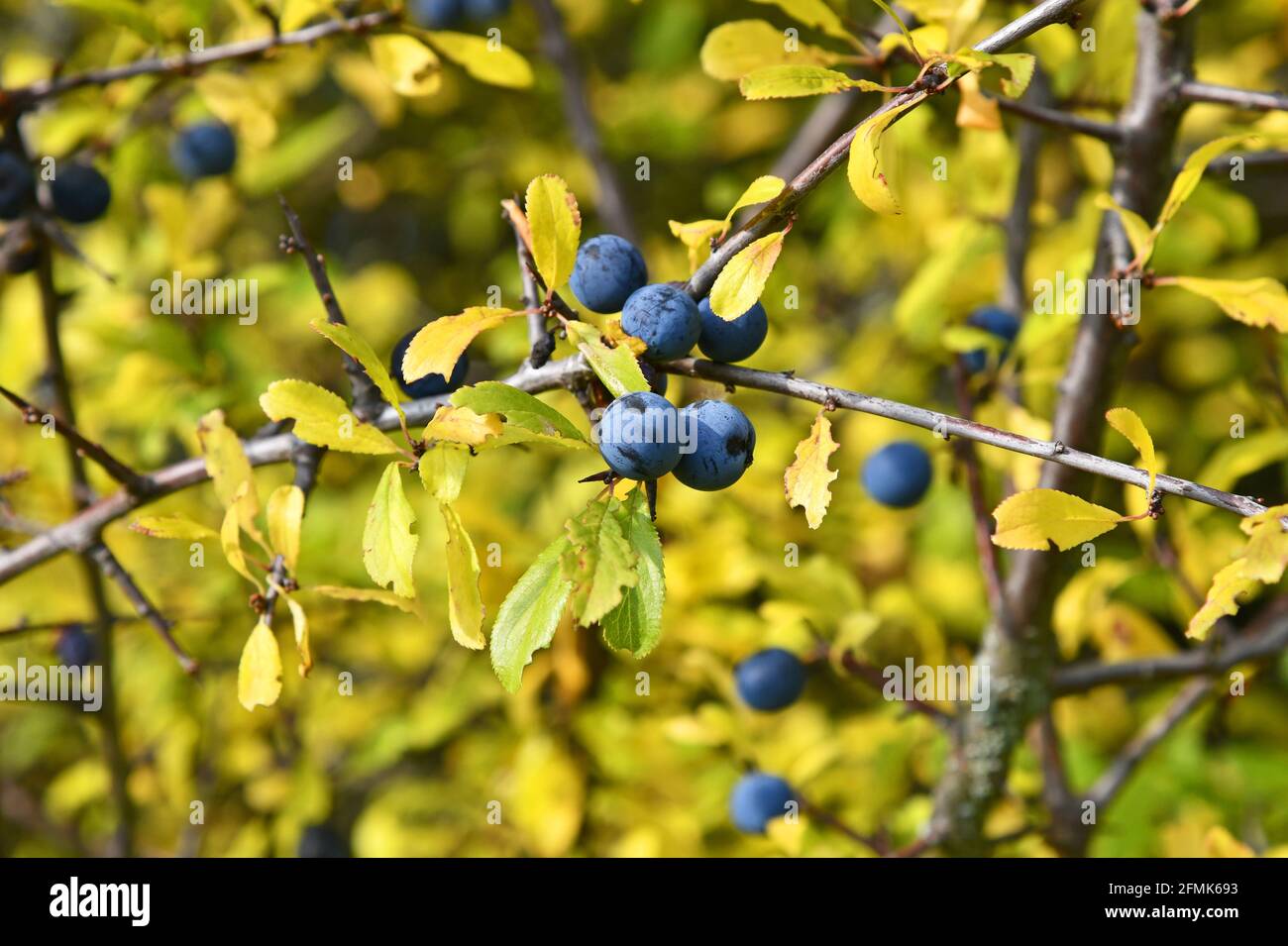 Prunus spinosa hedge garden hi-res stock photography and images - Alamy
