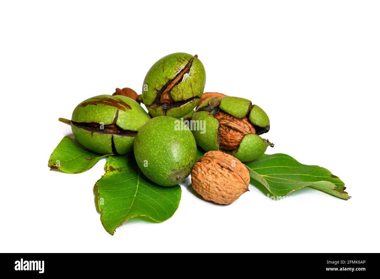 Walnuts branch Cut Out Stock Images & Pictures - Alamy