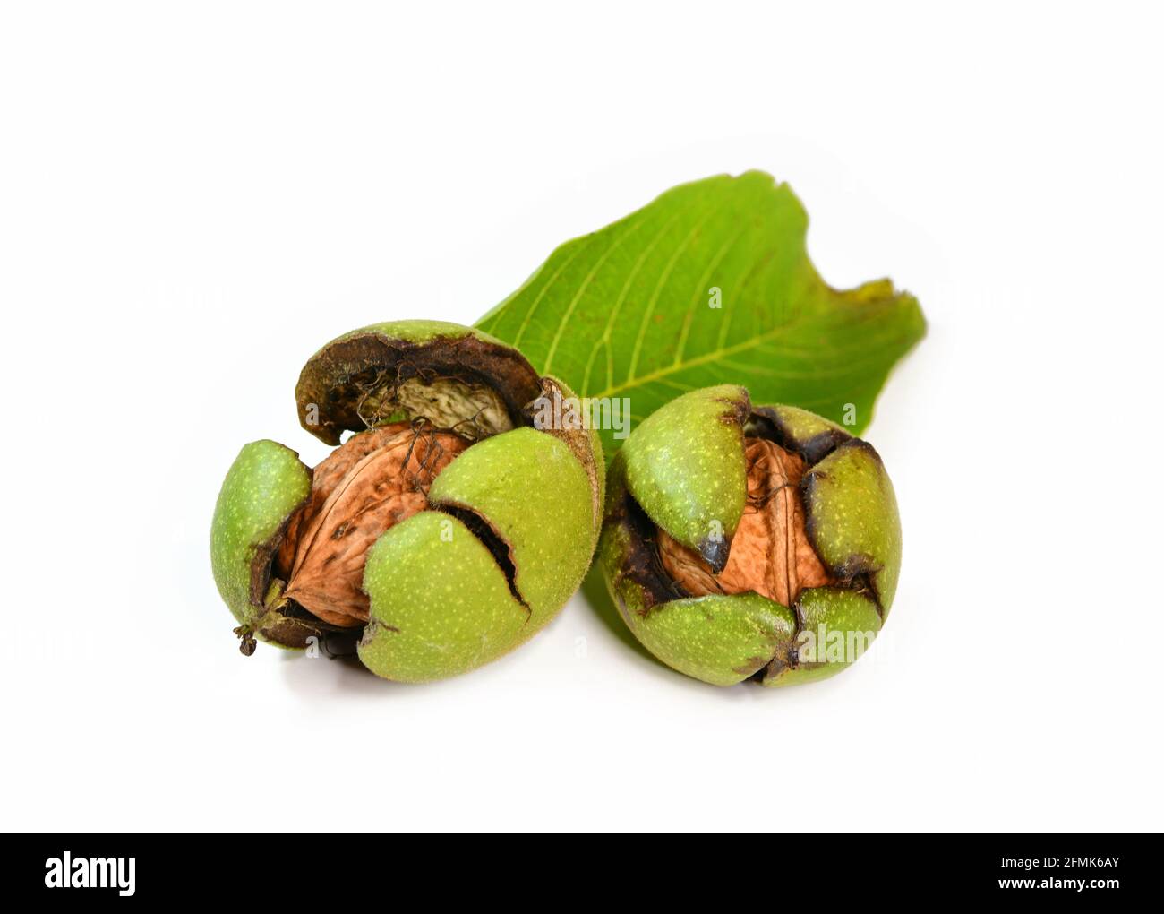 Walnuts branch Cut Out Stock Images & Pictures - Alamy