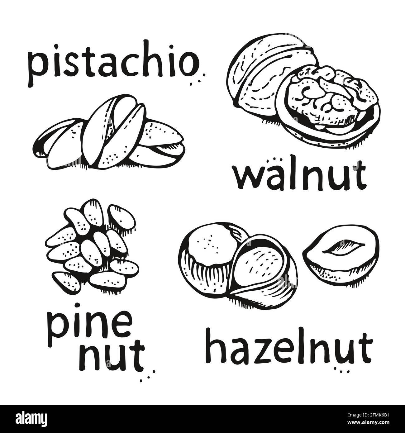 Nuts set vector set, various nuts hand drawn illustration, isolated on ...
