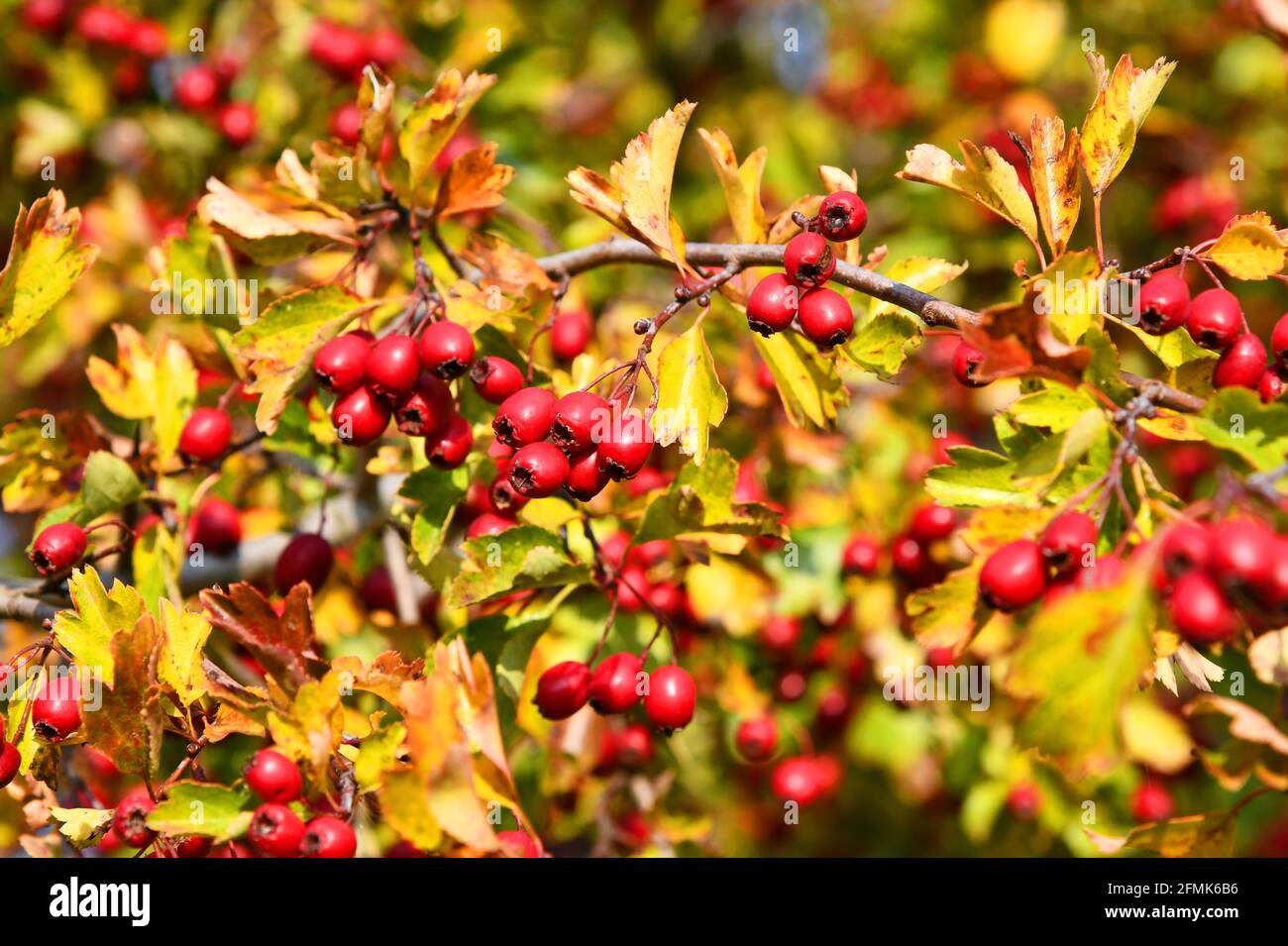 Tea crataegus hi-res stock photography and images - Alamy