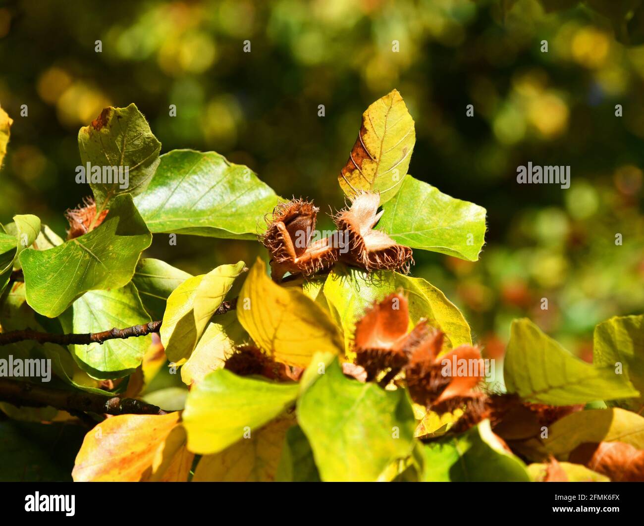 Beech tree seeds hi-res stock photography and images - Alamy