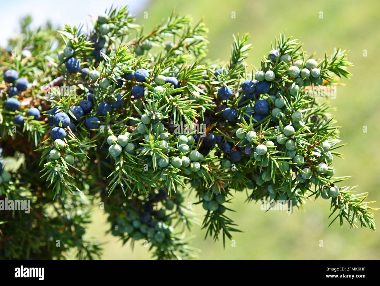 Juniper taste hi-res stock photography and images - Alamy