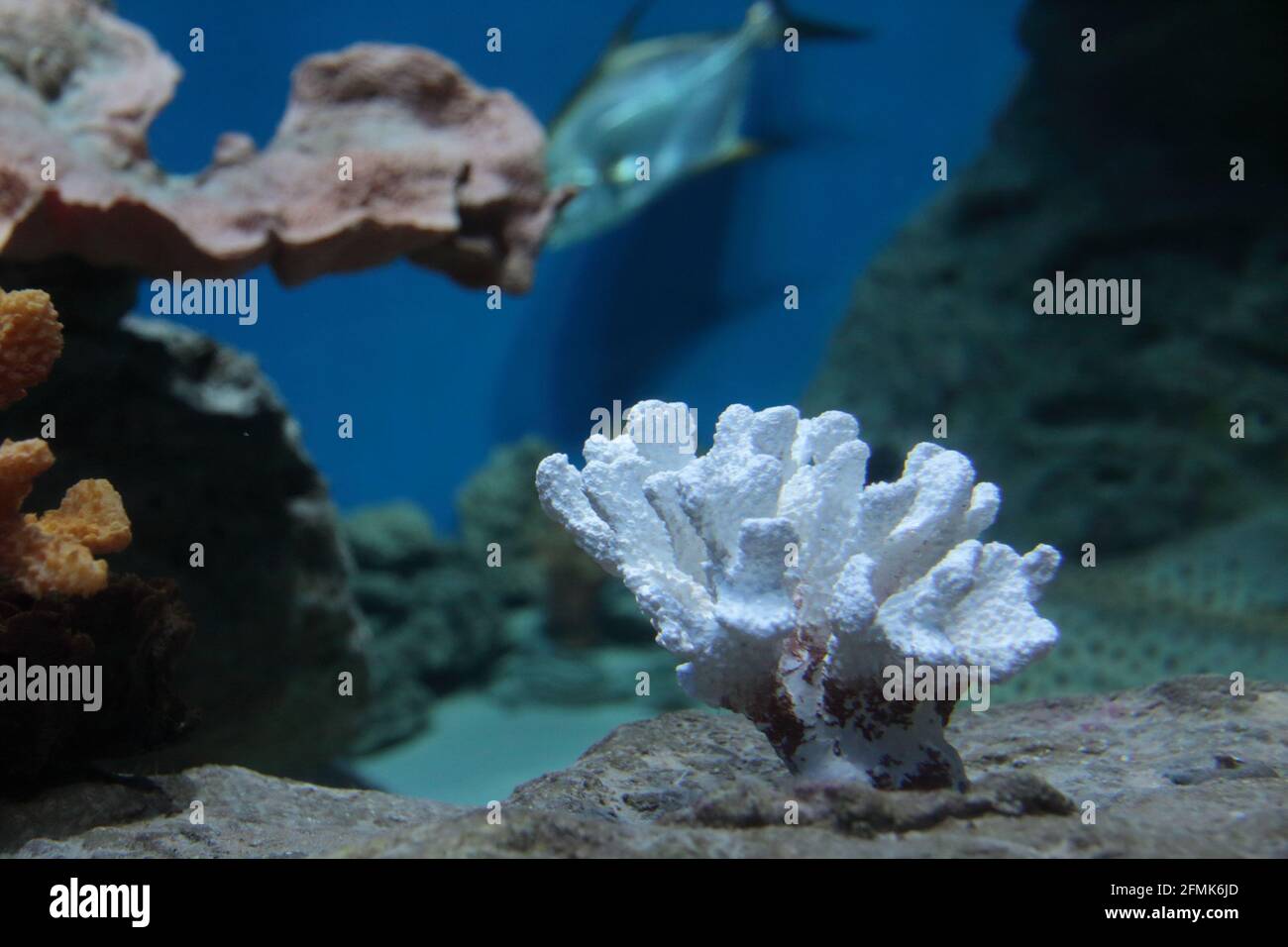 beautiful white coral in the sea - underwater sea world Stock Photo - Alamy