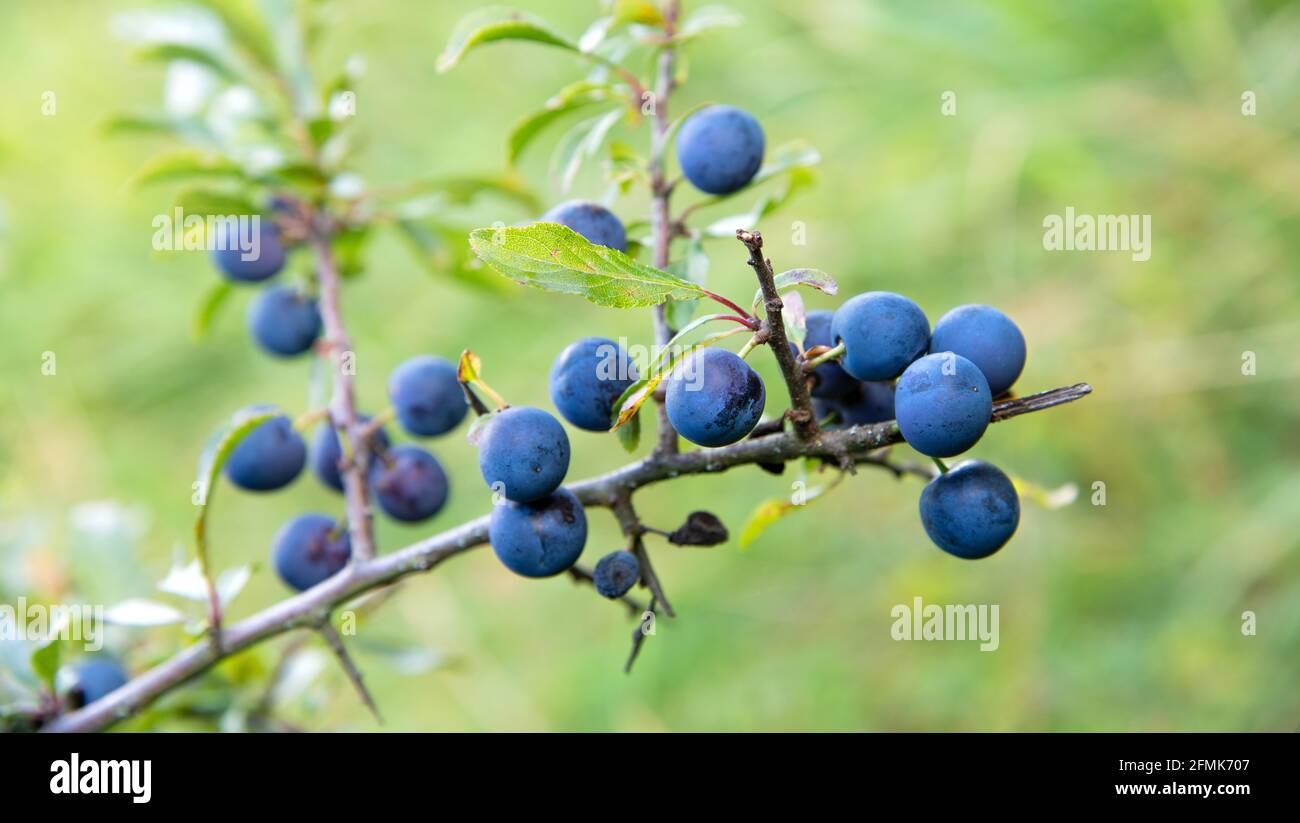 Prunus spinosa hedge garden hi-res stock photography and images - Alamy