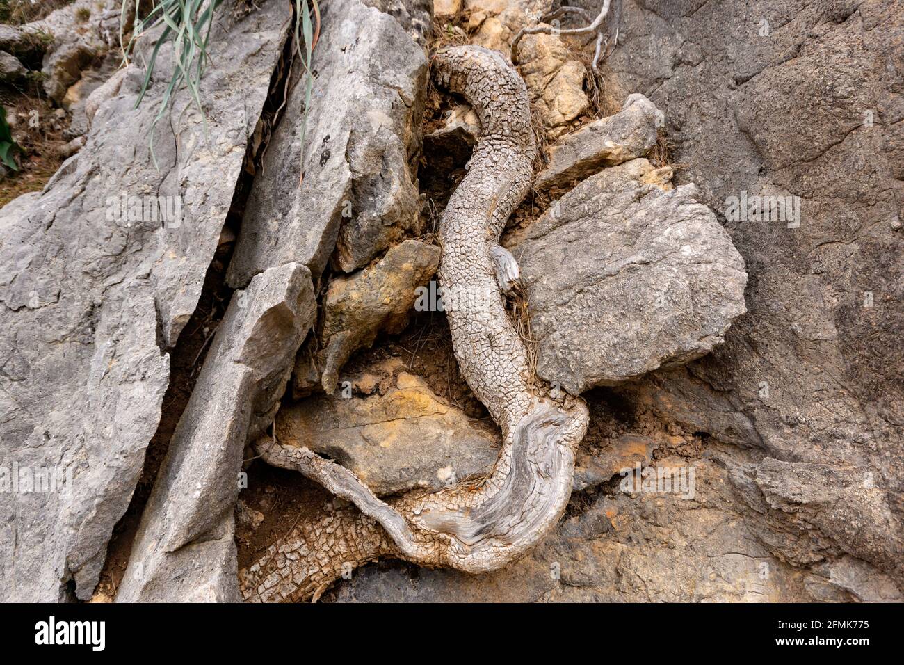 Gnarled grey tree root in rocks Stock Photo - Alamy